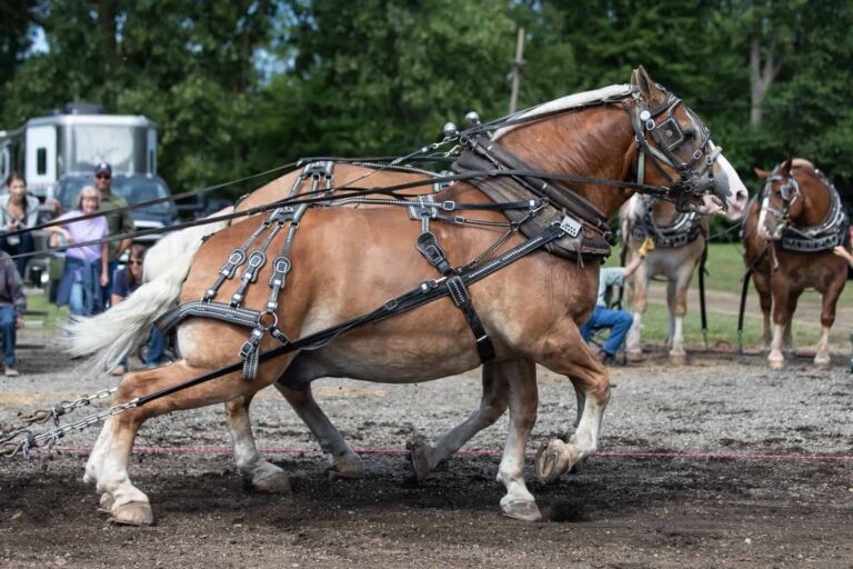 The Thrill of the Winning Pull | Animalkingdom