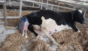 How a Cow Gives Birth to a Baby | Animalkingdom