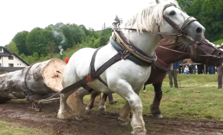 Falko the Great: A Champion’s Final Bow in Cormaia | Animalkingdom