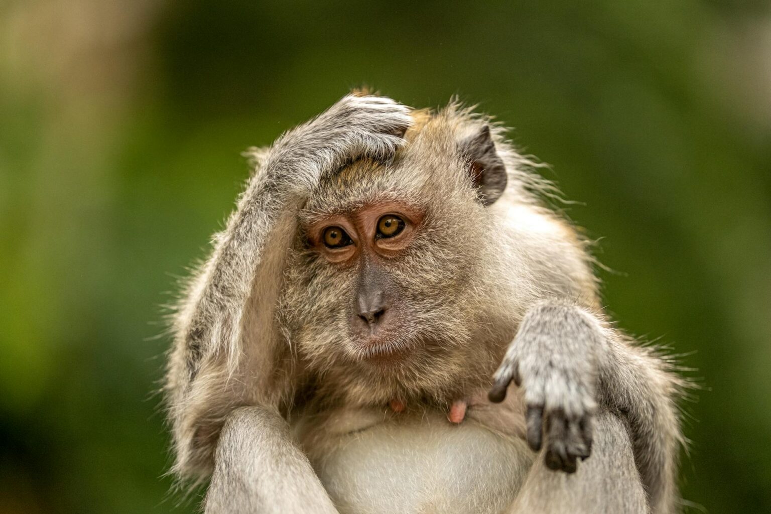 MONKEYS For Kids | Fun Monkey Facts For Children! | Animalkingdom